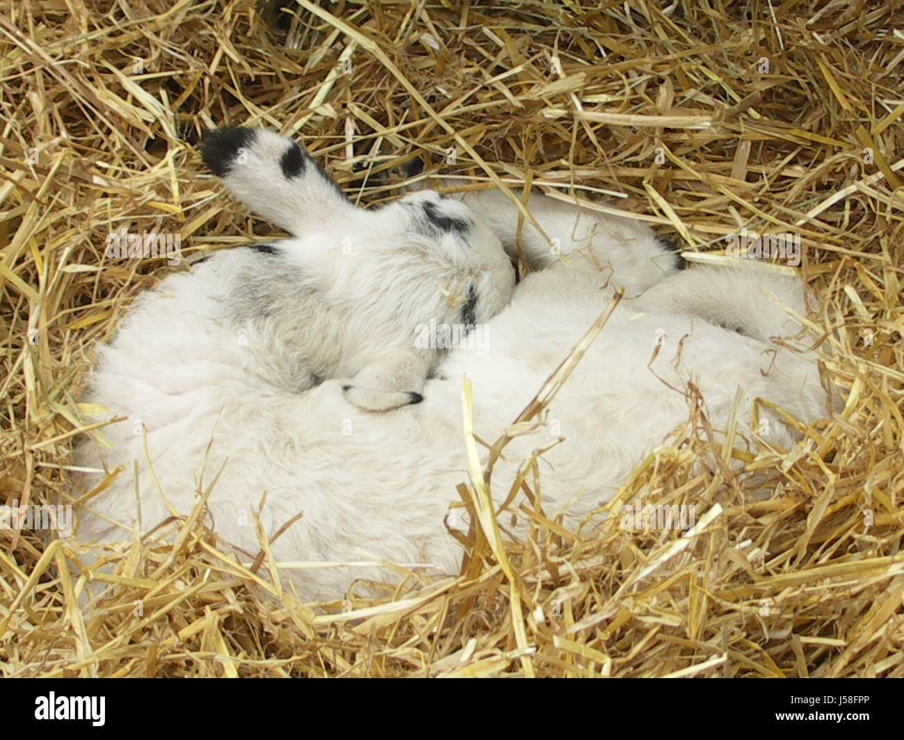 Sleep animal sleeping hi-res stock photography and images - Alamy