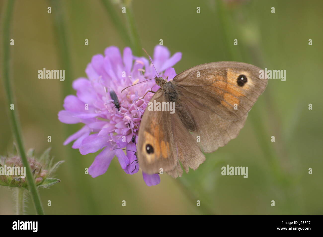 insect bloom blossom flourish flourishing butterfly summer summerly ...