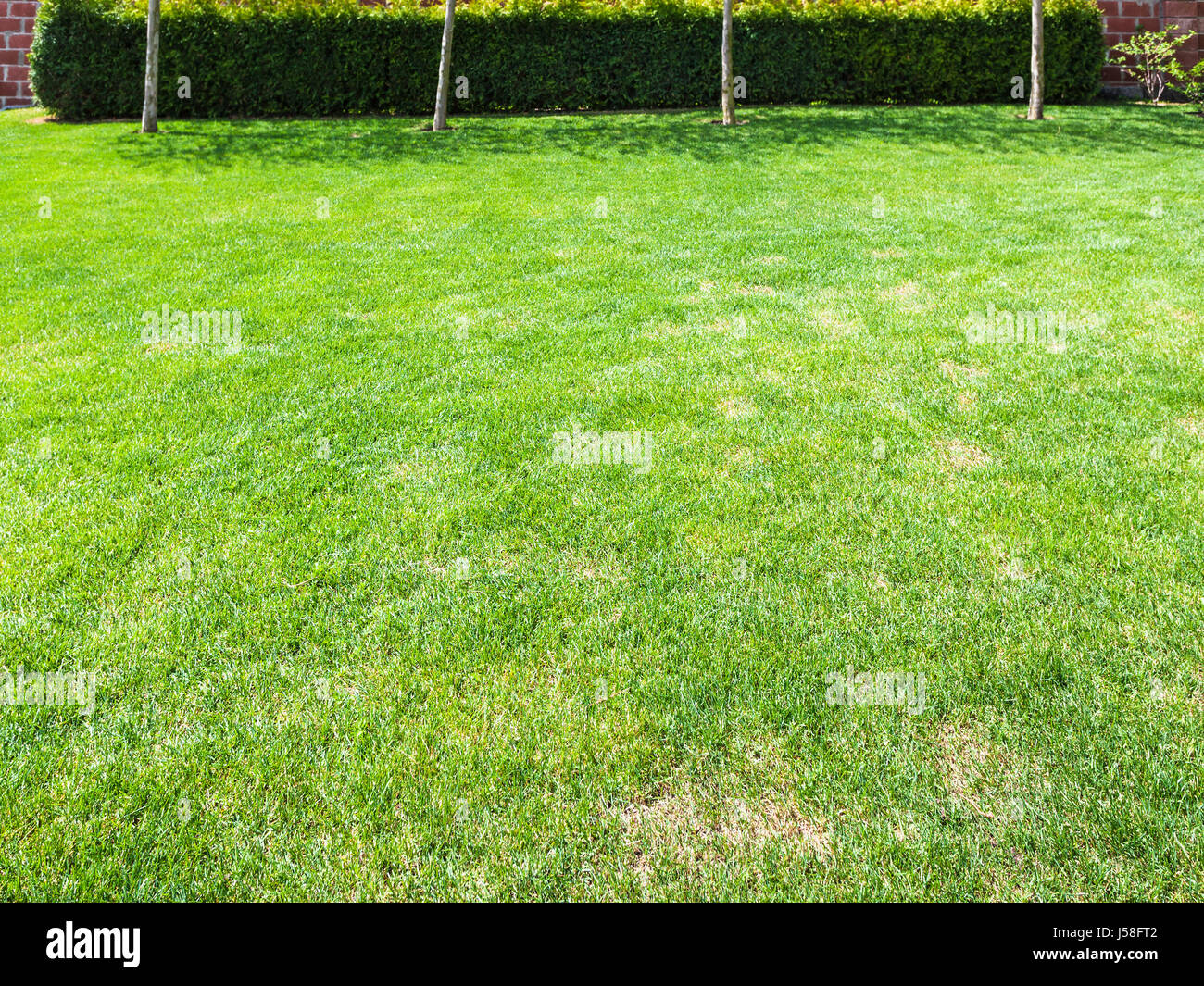 clipped lawn with green hedge on backyard of country house Stock Photo ...