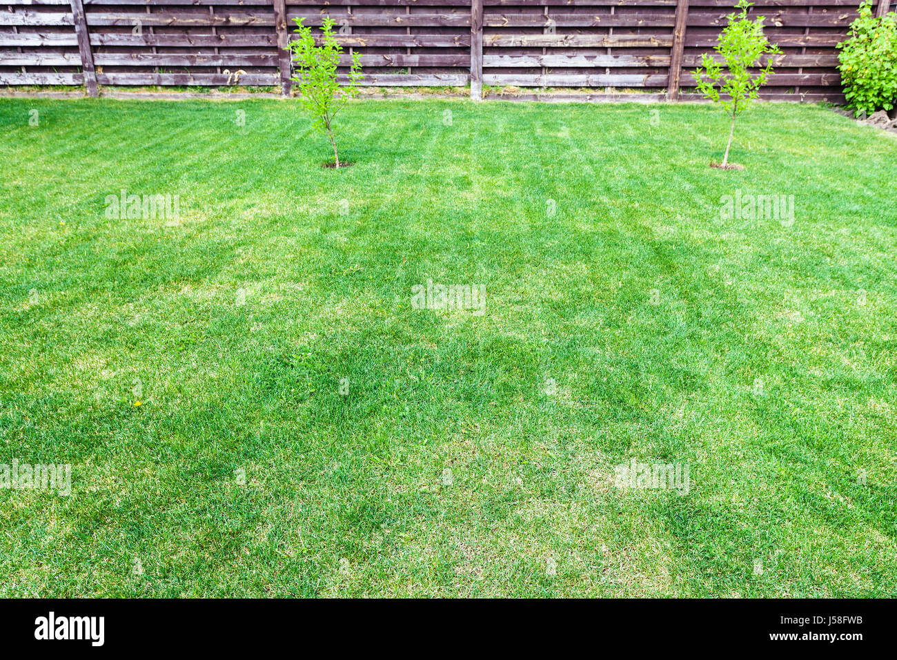 clipped lawn with young trees near wooden fence on backyard of country ...