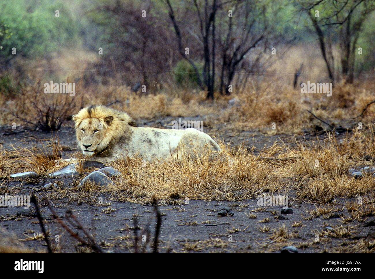 national park lion cat big cat feline predator lions drought sd afrika ...
