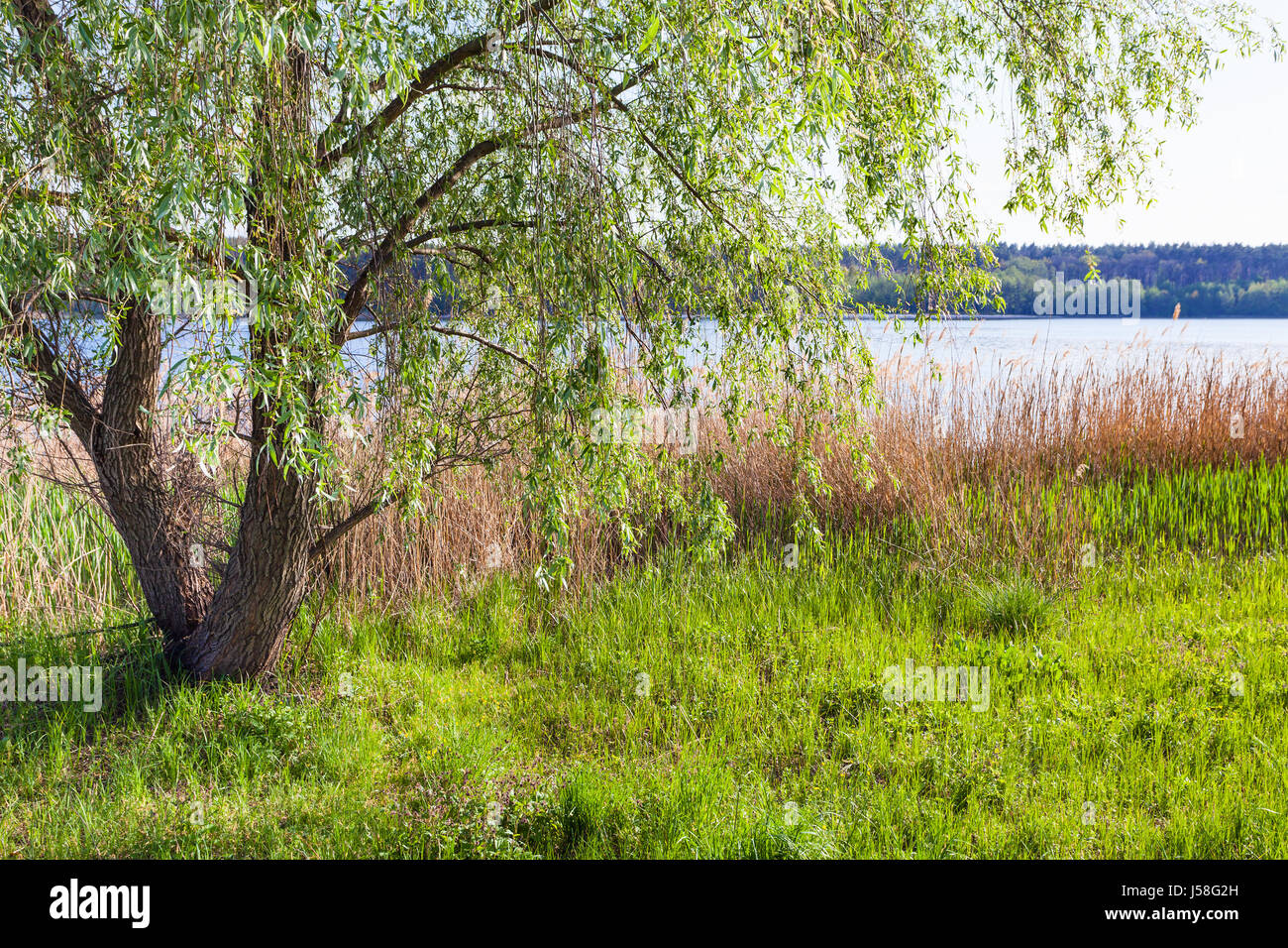 canebrake and willow tree on shore of ponds of Bobritsa river in spring ...