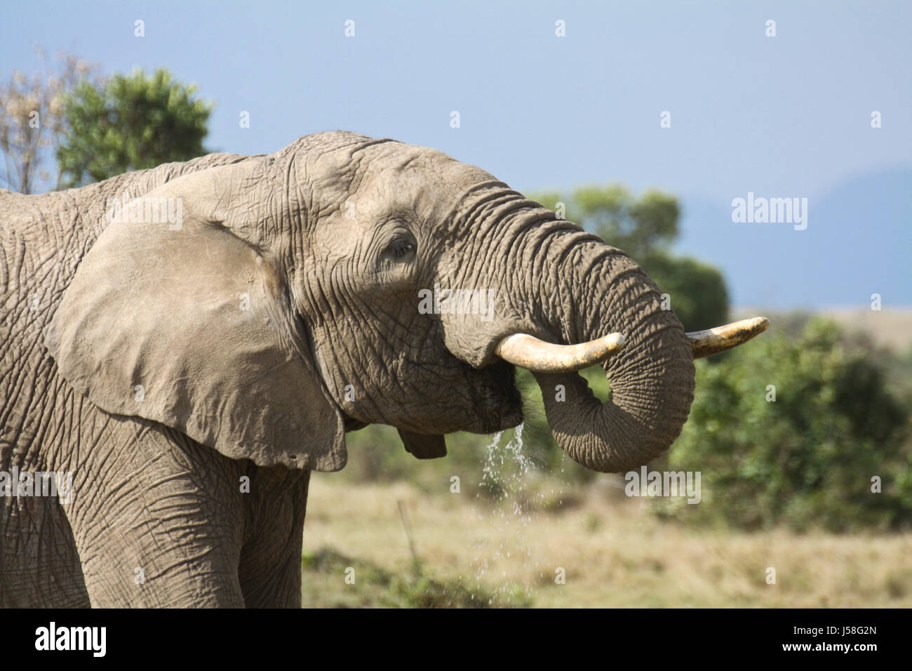 Elephant ol conservancy hi-res stock photography and images - Alamy