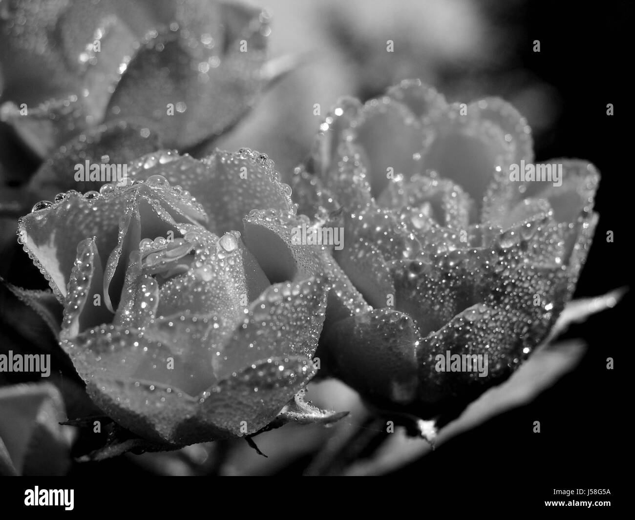 flower plant rose bloom blossom flourish flourishing sad bw mourning ...