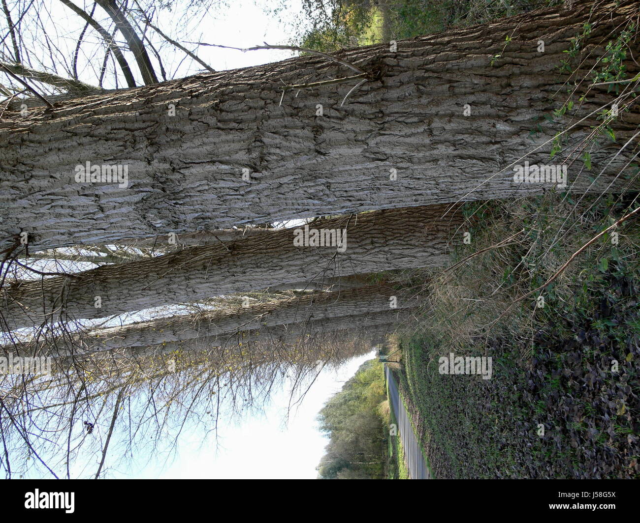 tree trees clump of trees bark poplar shine shines bright lucent light ...