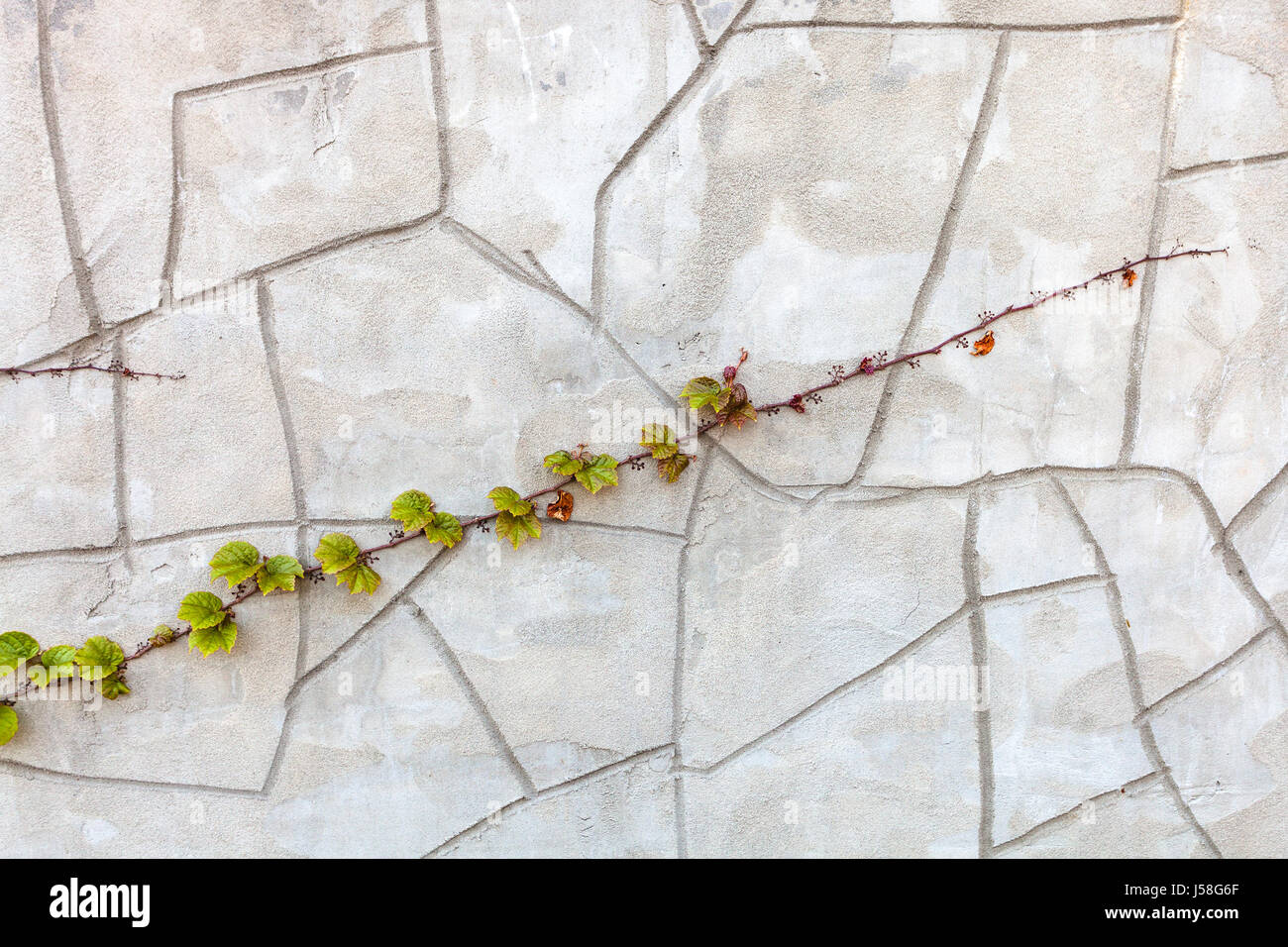 twig of climbing plant on concrete wall of country house Stock Photo ...