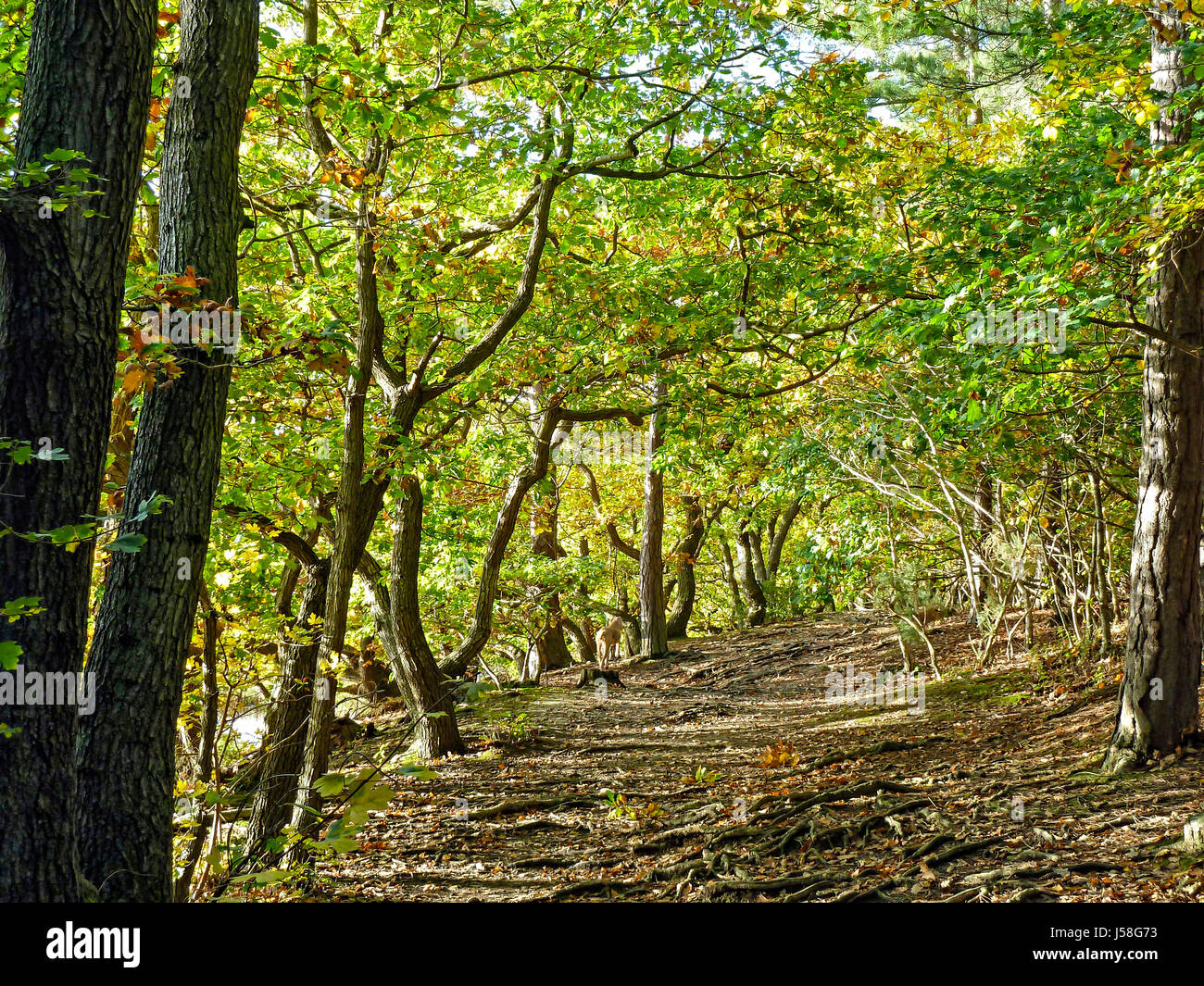 Leaf tunnel at Firestone Copse, Isle of Wight Stock Photo - Alamy