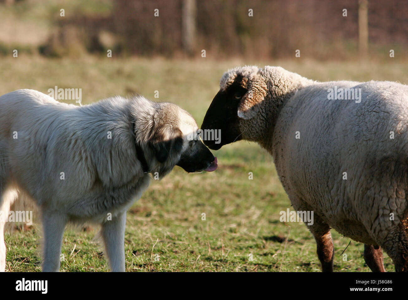 Sheep skin wolf hi-res stock photography and images - Alamy