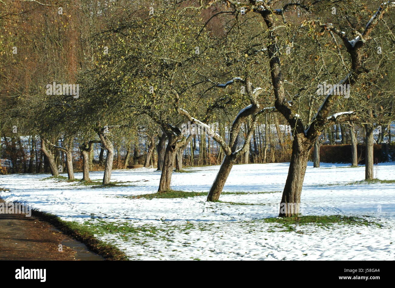 tree trees winter tribes branches fruit-tree apple trees meadow snow ...