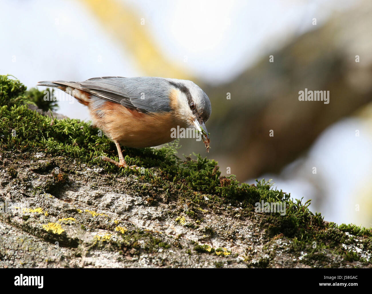 bird birds wildlife singing-bird bobolinks nature kleiber sitta europea ...