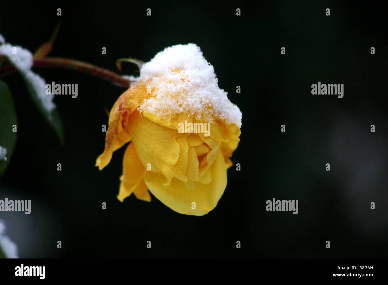 rose in winter Stock Photo - Alamy