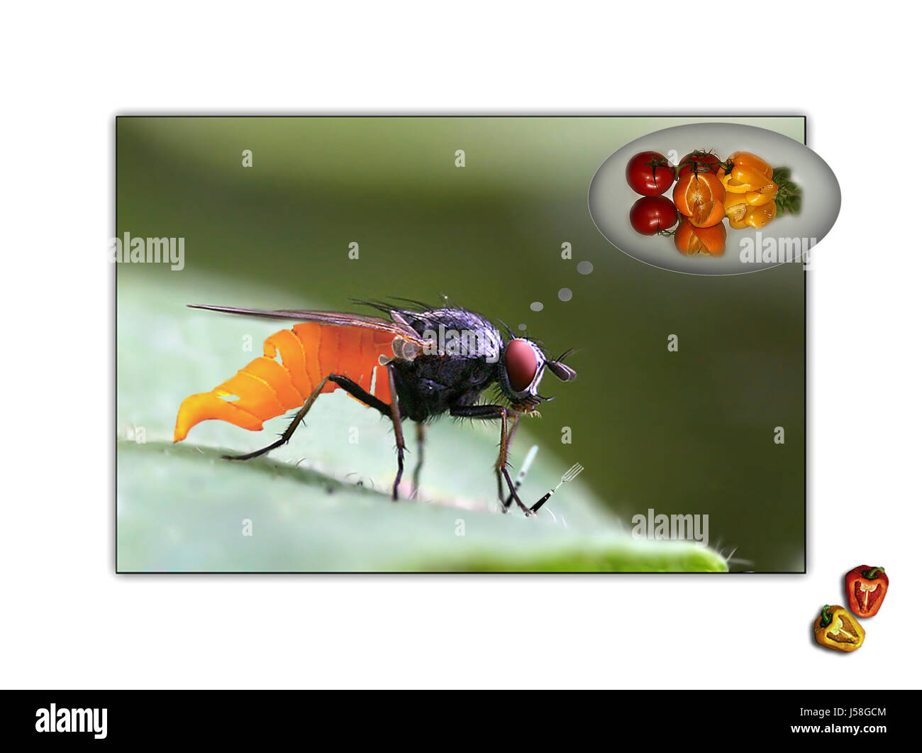 Vegetable insects hi-res stock photography and images - Alamy