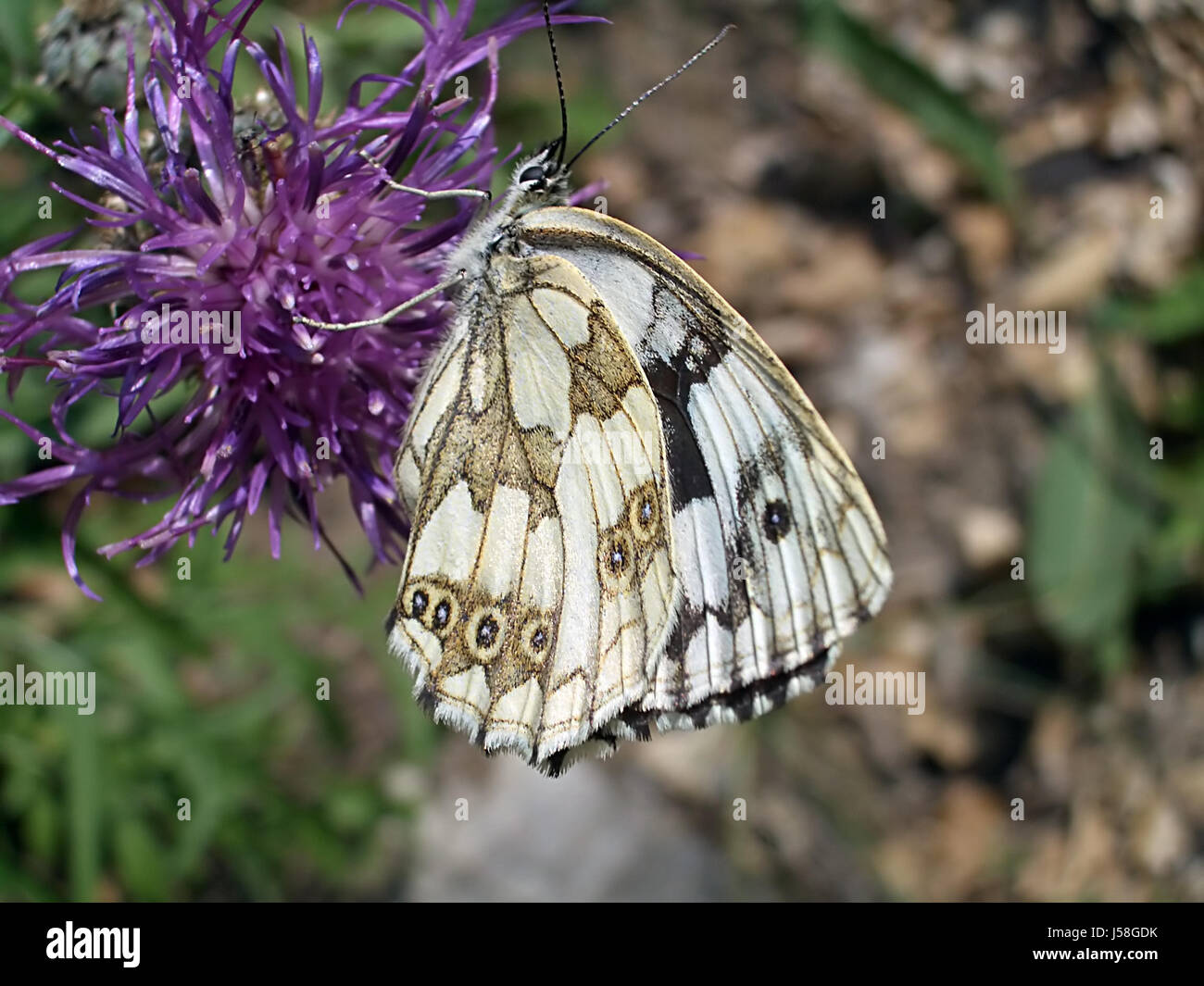 insect bloom blossom flourish flourishing butterfly wing violet moth ...