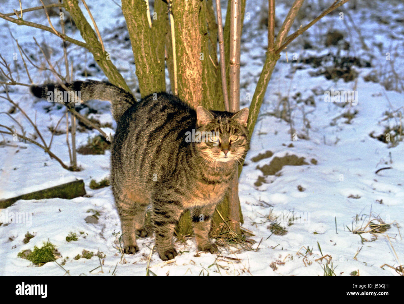 Hump of the cat hi-res stock photography and images - Alamy