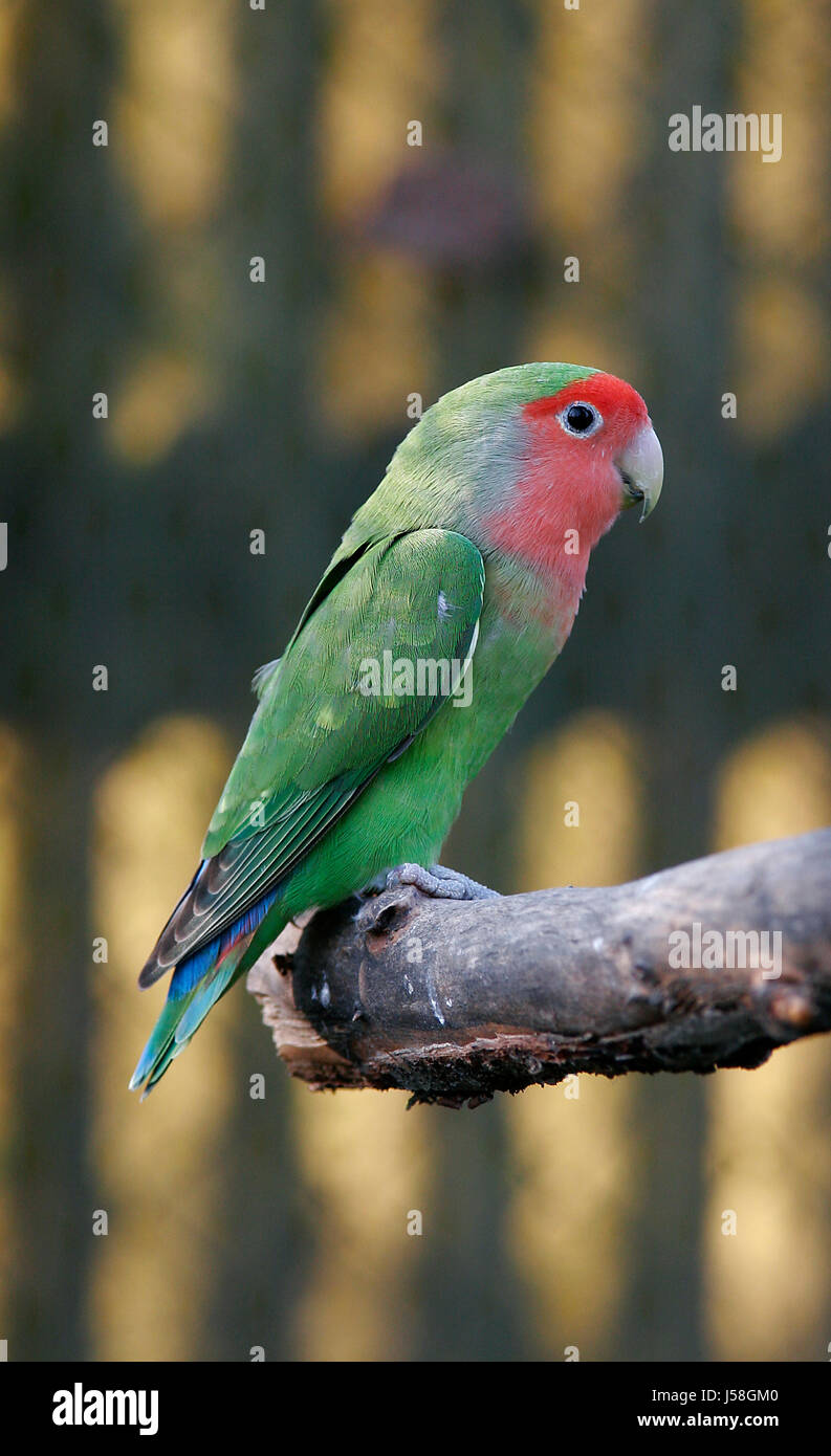 bird birds look glancing see view looking peeking looking at branch ...