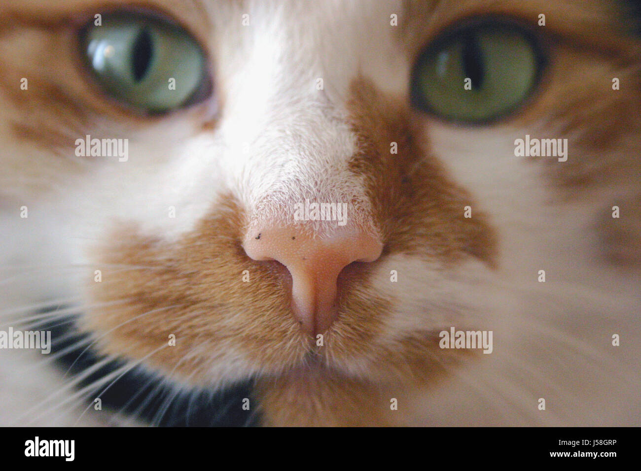 animal portrait cats look glancing see view looking peeking looking at ...