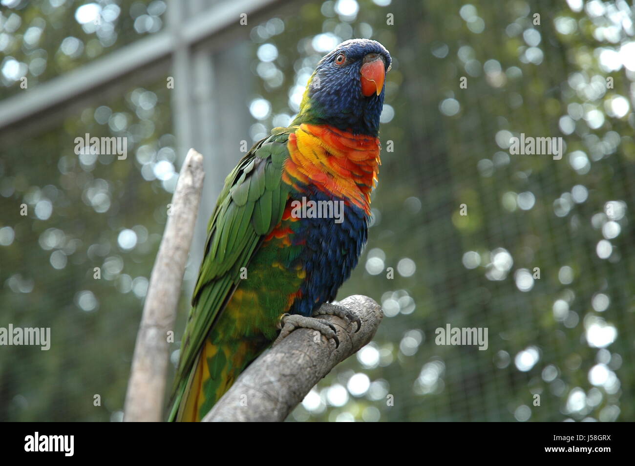 Ring bird hi-res stock photography and images - Alamy