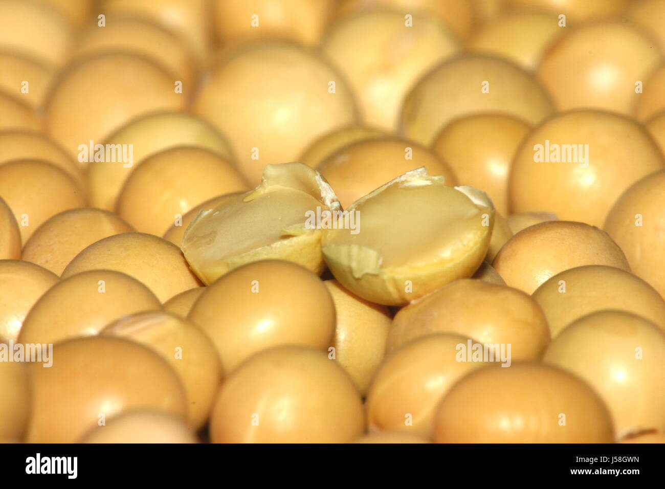 beige vegetable smooth soy soya divide sharing divided soybean soybeans ...