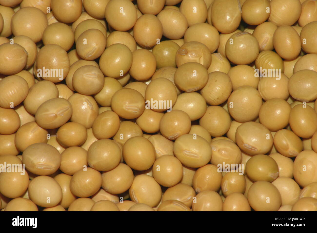 soybean (10) (2 Stock Photo - Alamy