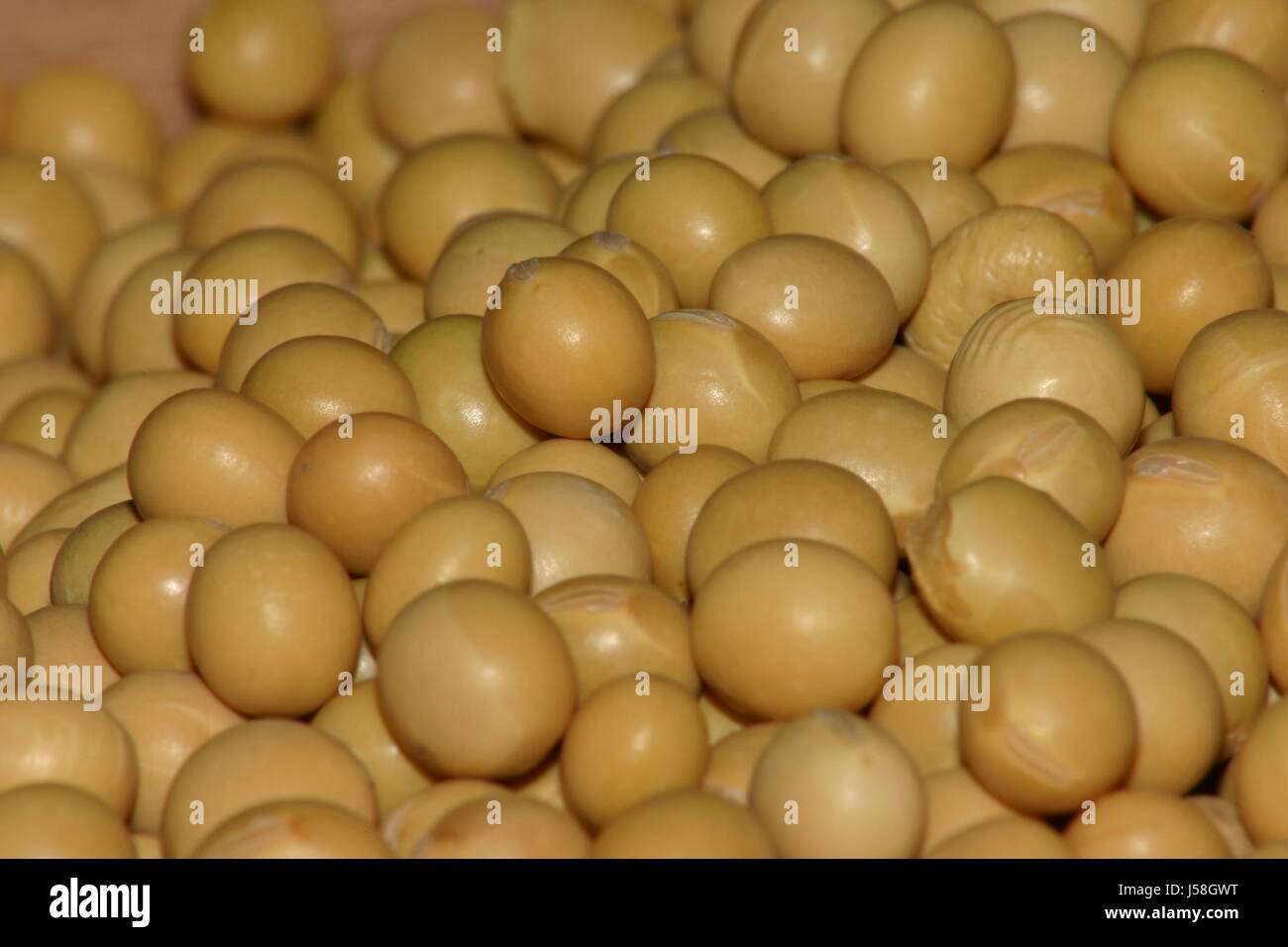 beige vegetable smooth soy soya soybean soybeans albuminous yellow ...