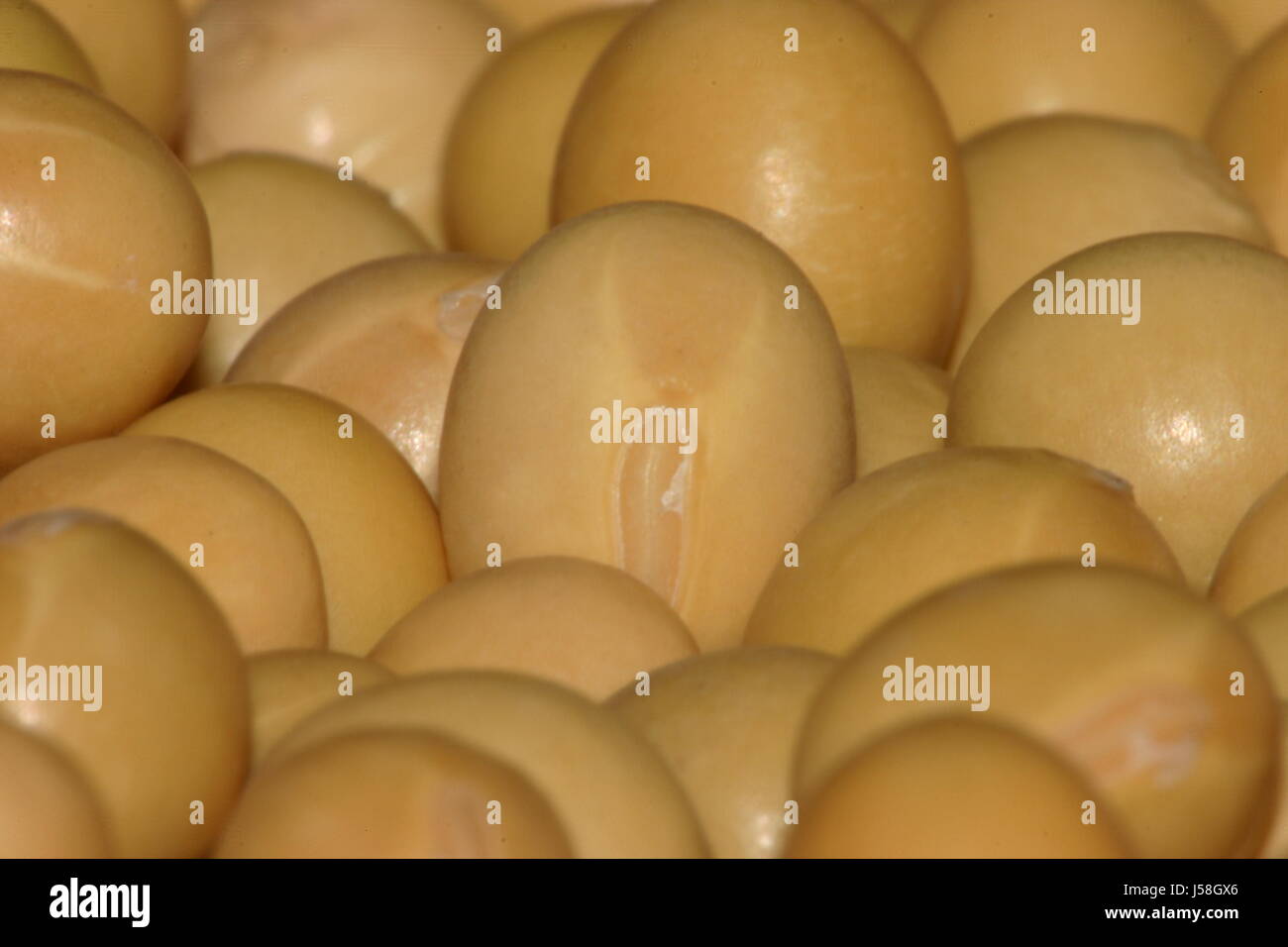 beige vegetable smooth soy soya soybean soybeans albuminous yellow ...