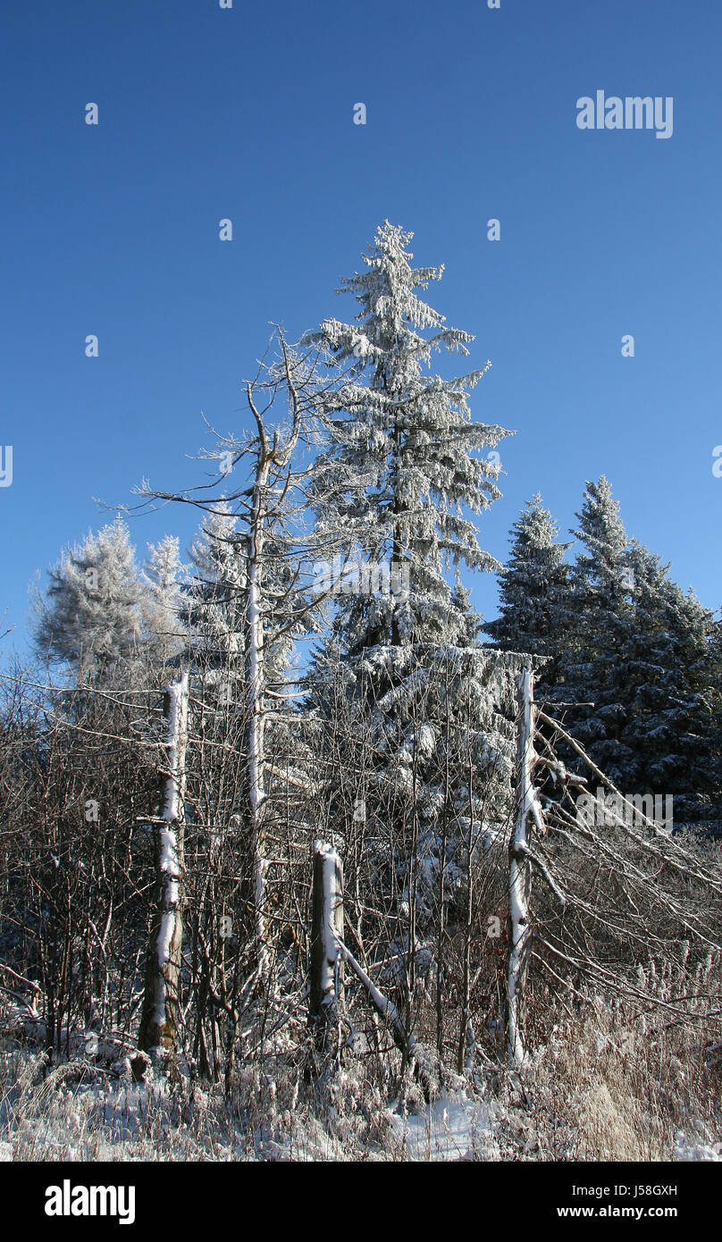 tree cold trunk hike go hiking ramble ice branch fen head of a tree ...