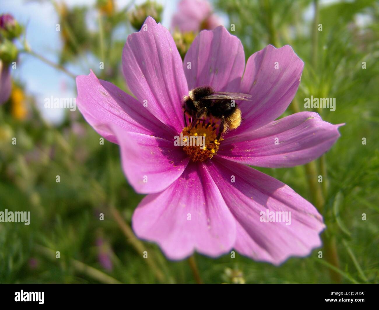flower plant insects green bumblebee bloom blossom flourish flourishing ...