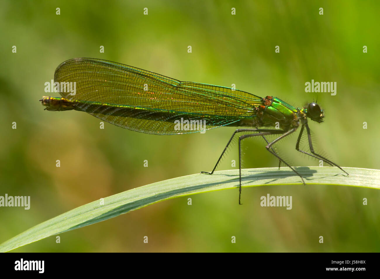 legs macro close-up macro admission close up view insect green fauna ...