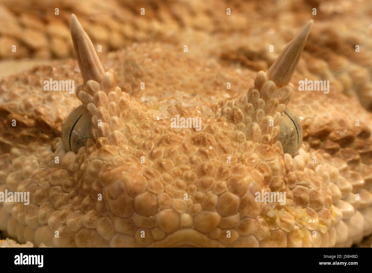 Hornviper hi-res stock photography and images - Alamy