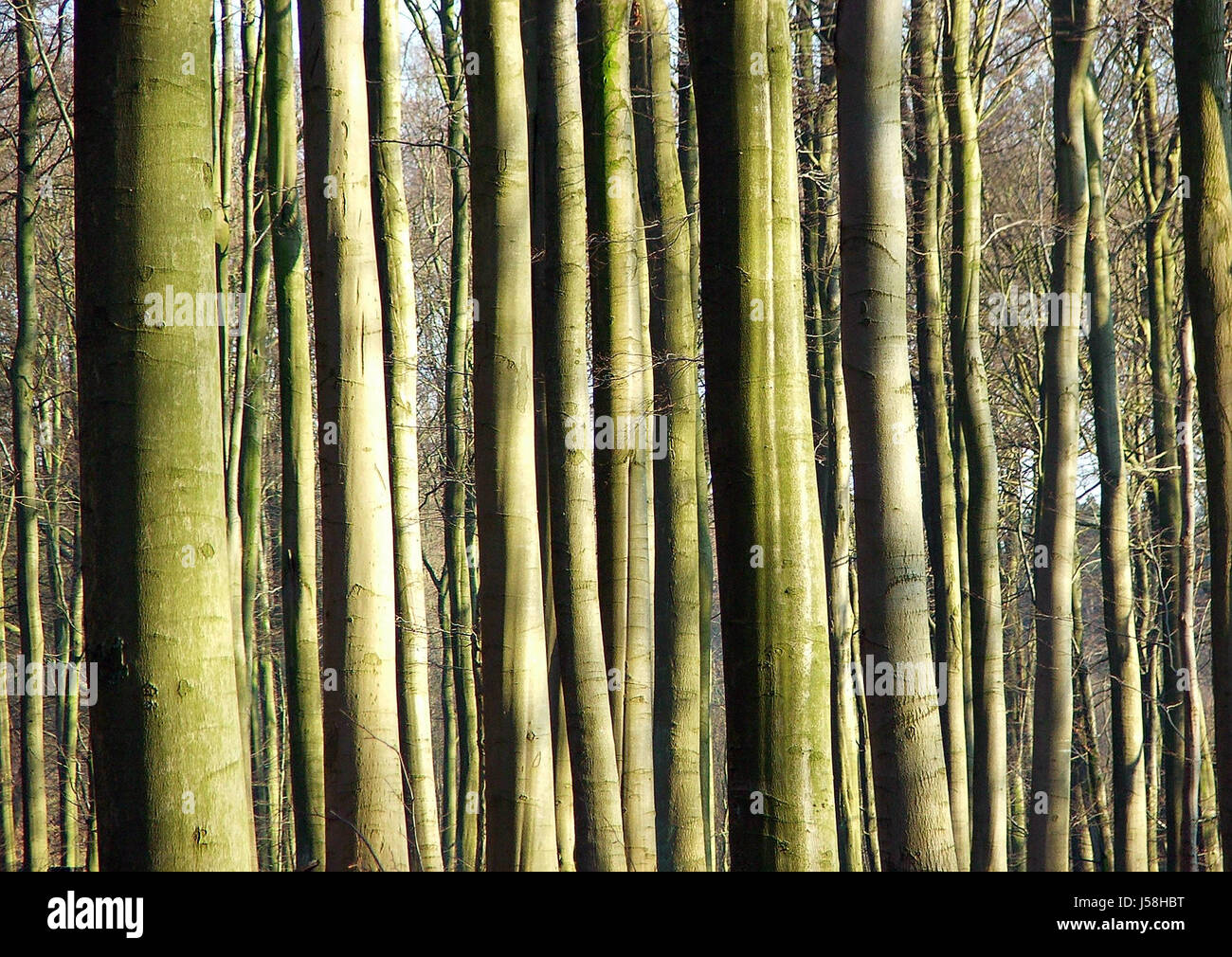 Barcode forest hi-res stock photography and images - Alamy