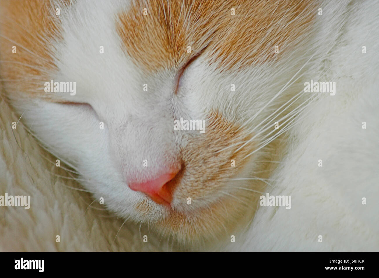 animals face detail admission cats sleep sleeping nose nap snore ...