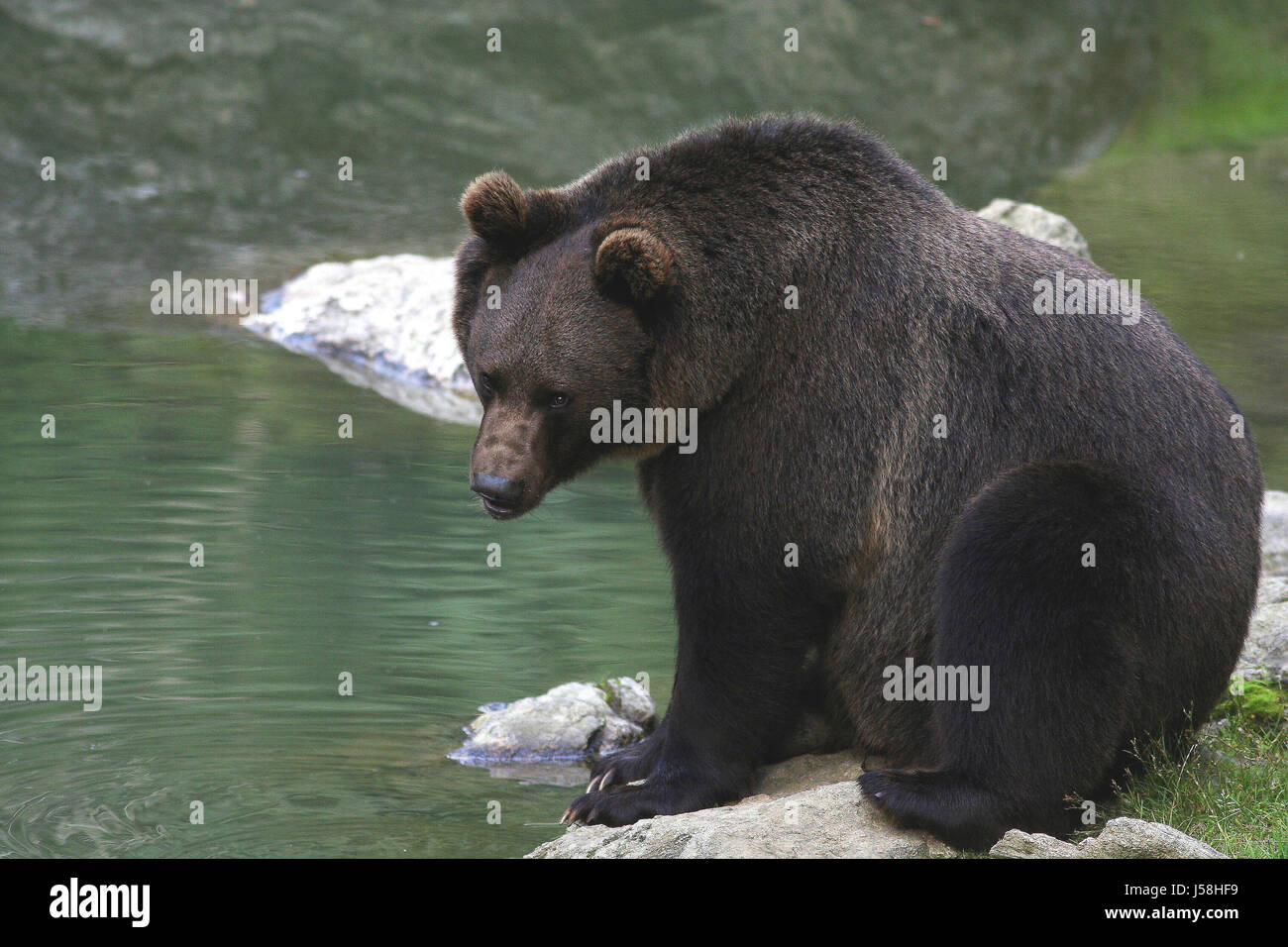 sad brown bear Stock Photo - Alamy