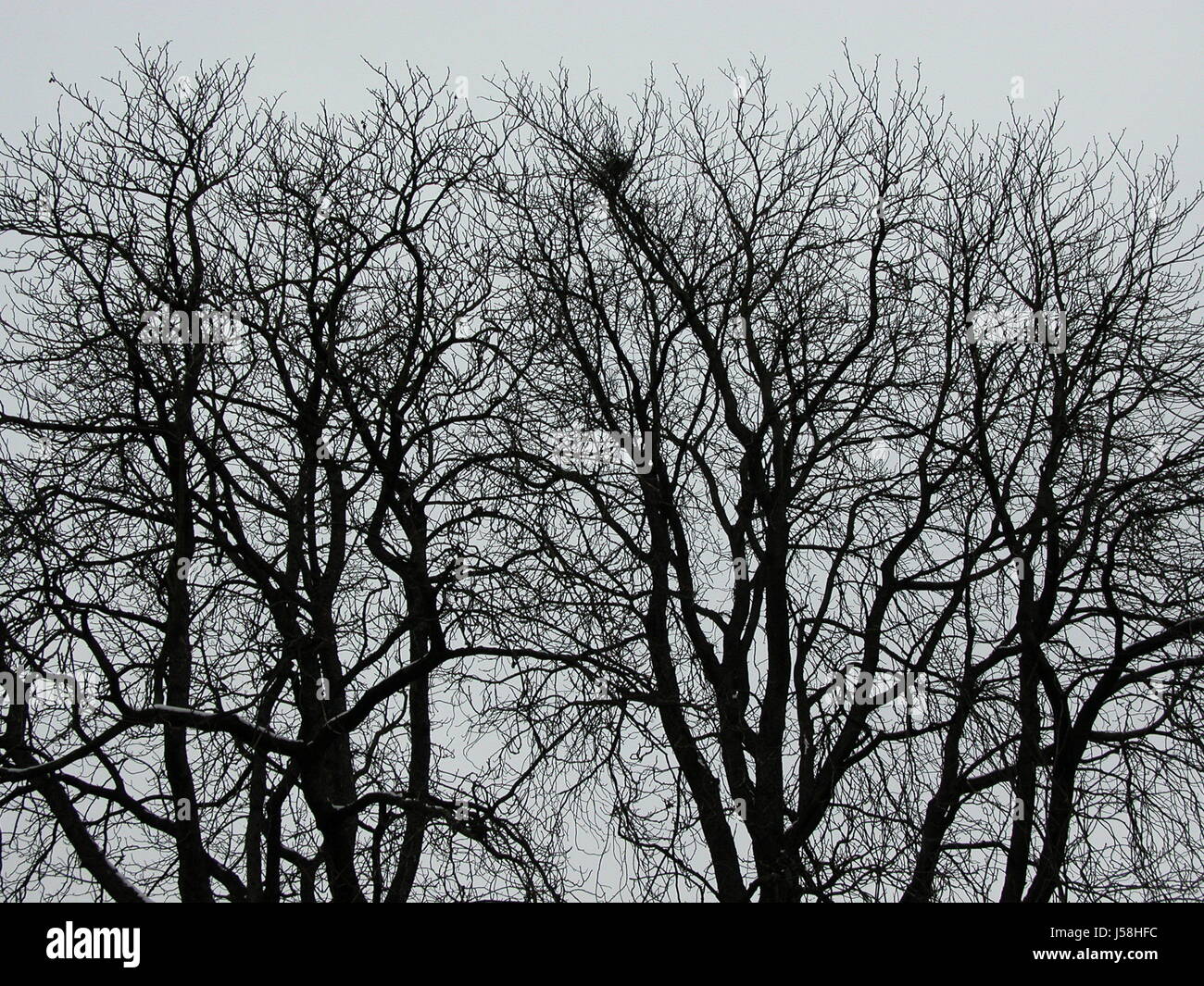 tree trees plant branches branchage head of a tree ramified nature ...