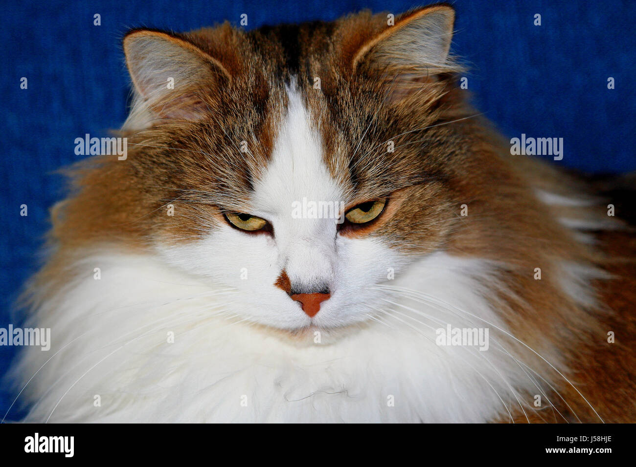 animals portrait pets soft fur cats look glancing see view looking ...