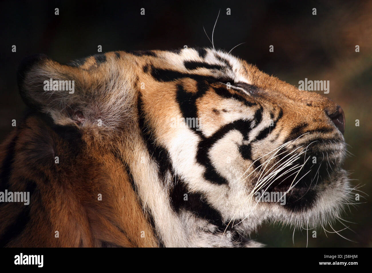 Tiger head profile hi-res stock photography and images - Alamy