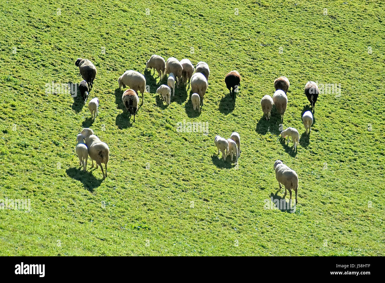 animal animals agriculture farming sheep wool farm browse lambs flock ...