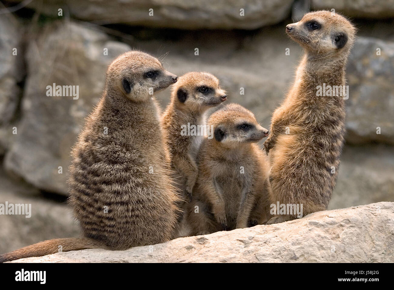 curiosity animals mammals sight view outlook perspective vista panorama ...