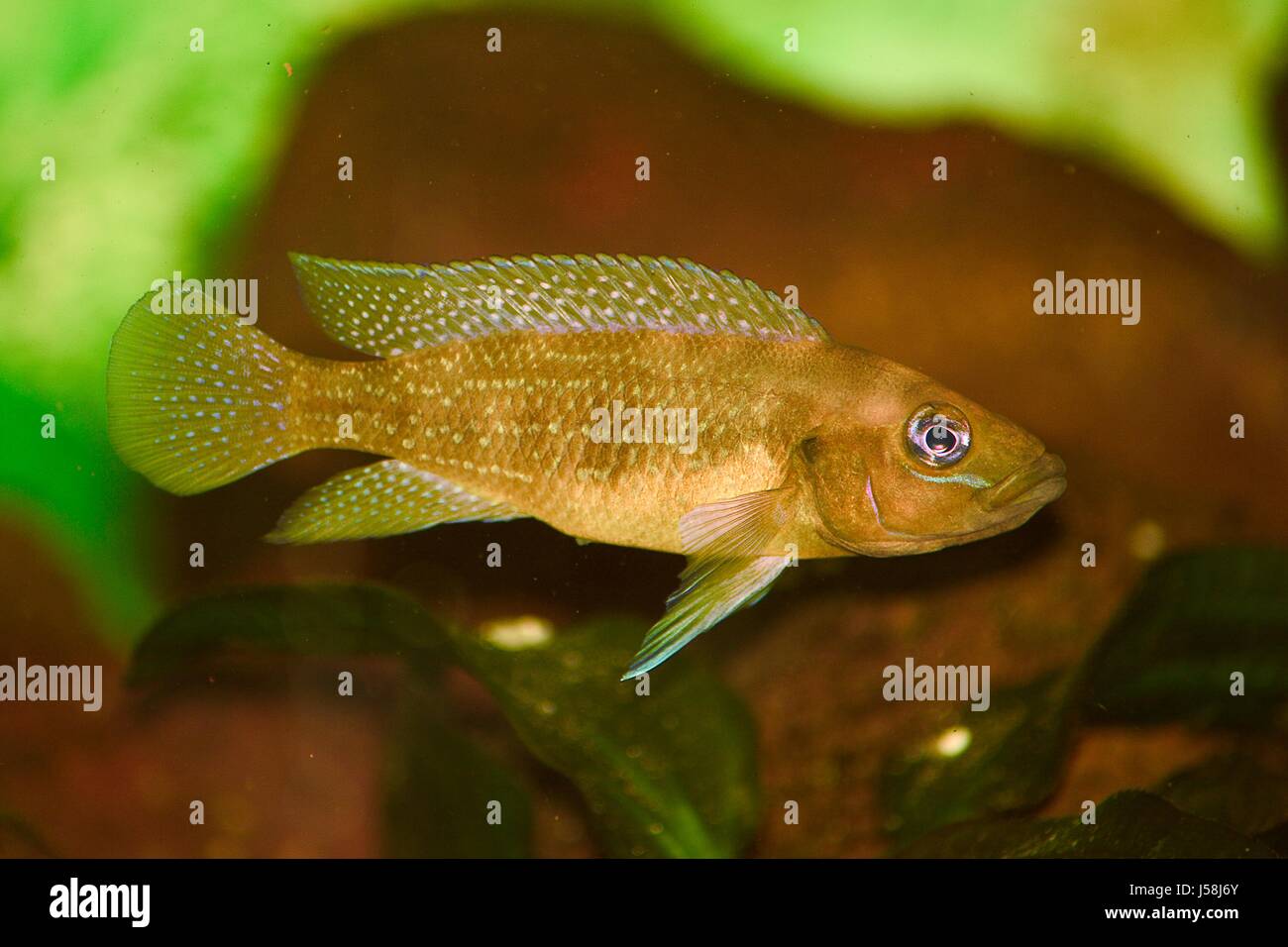 environment enviroment animal aquarium fish harsh salt water sea ocean ...