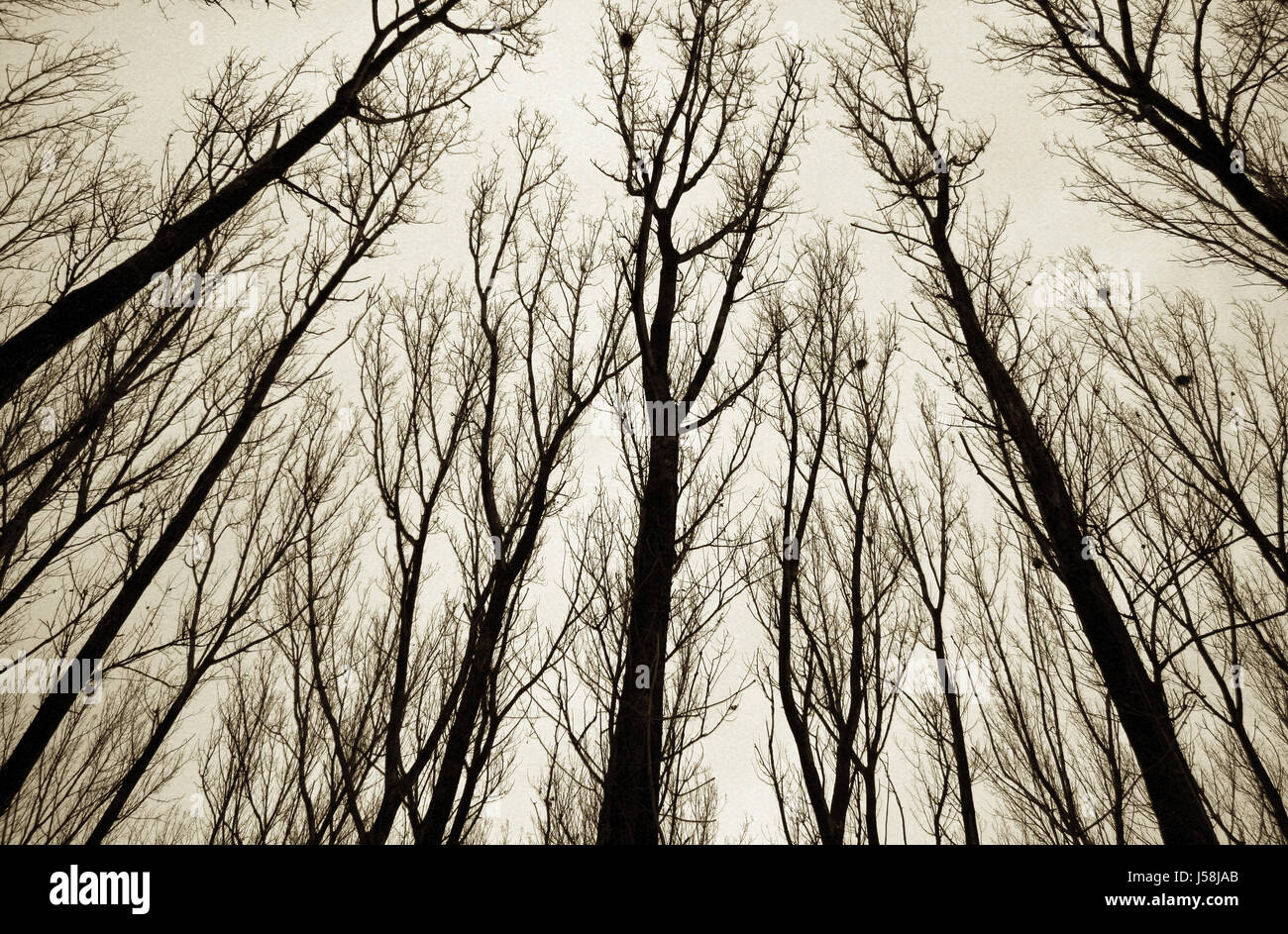 tree trees winter branches dismal wintry to tower high pressure area ...