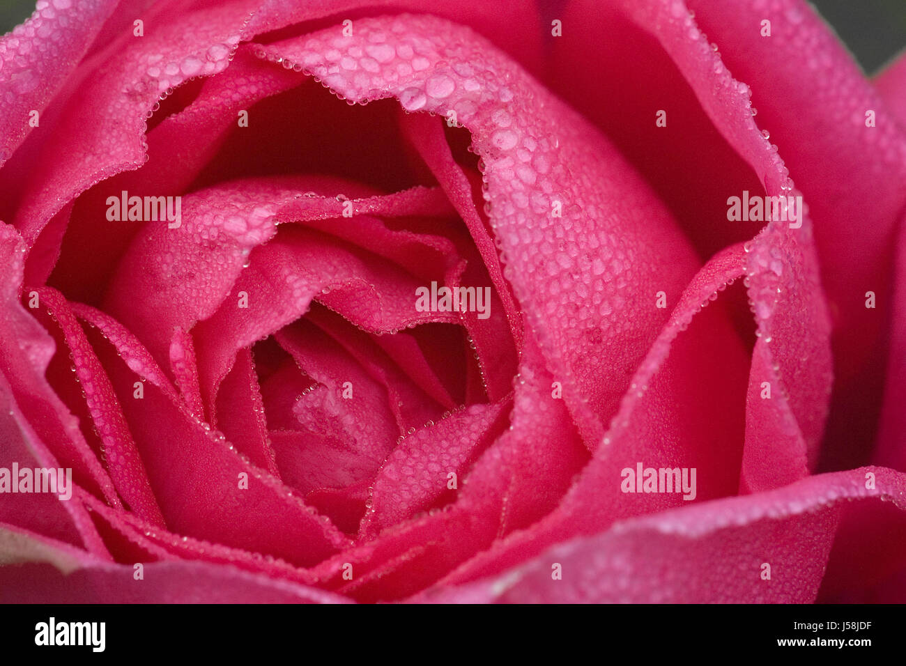 rose in the morning dew Stock Photo - Alamy