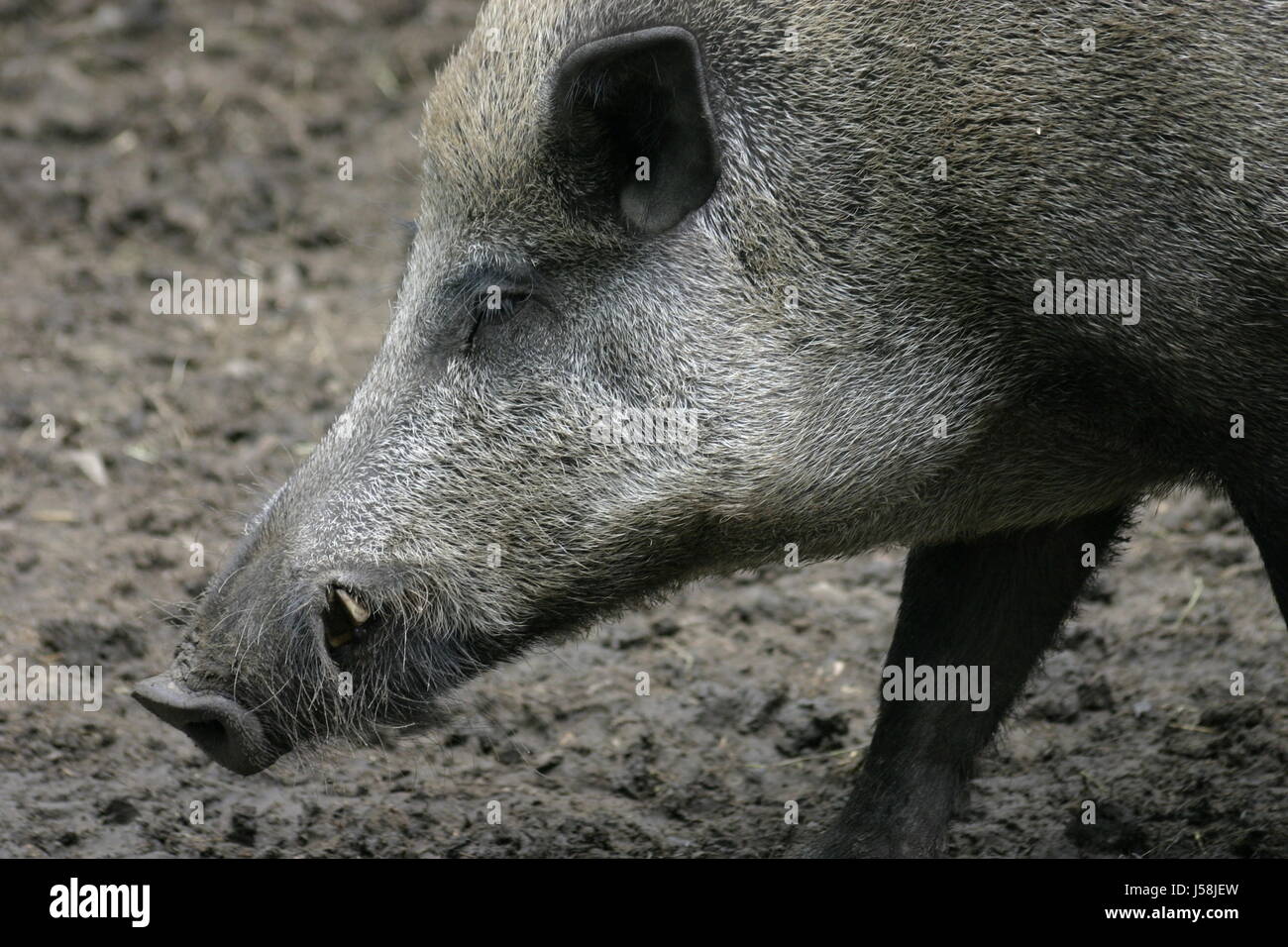 mammal wild wild boar pig brooks wild animal jagdwild paarhufer sus ...