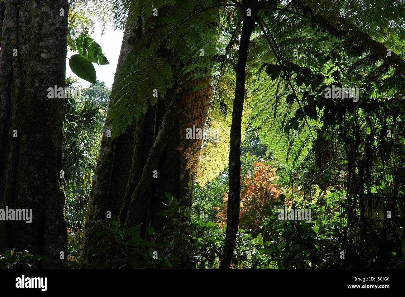 shine shines bright lucent light serene luminous tree trees wood ...