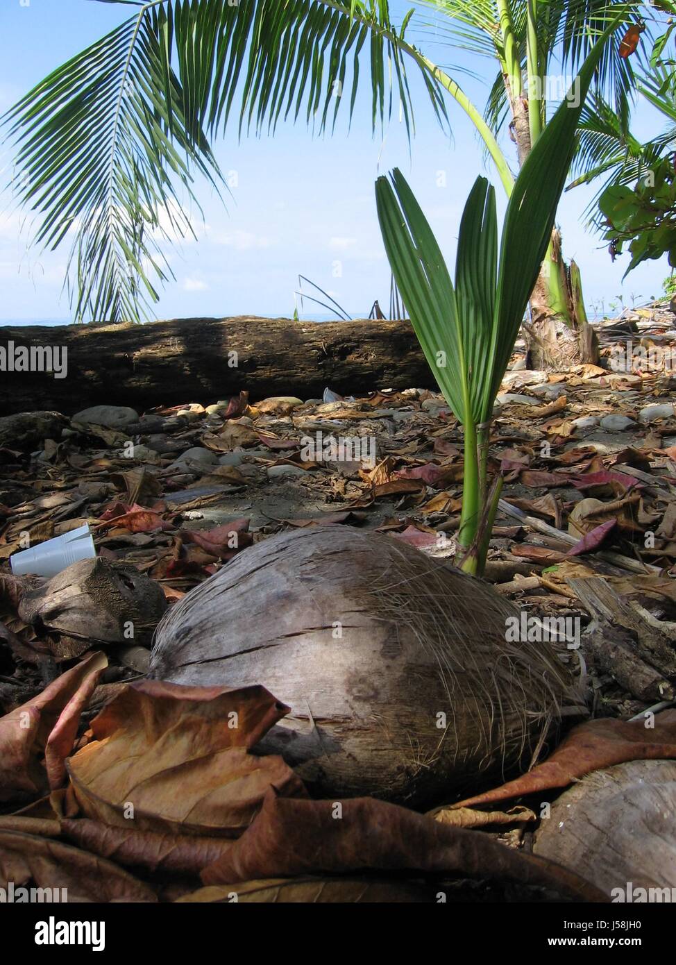 beach seaside the beach seashore palms sperm palm tree shoot offshoot ...