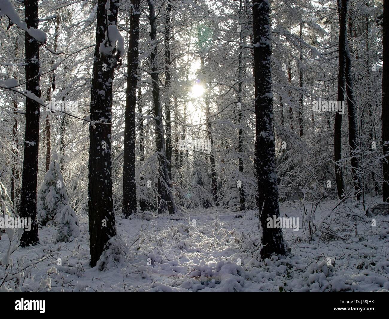 shine shines bright lucent light serene luminous environment enviroment ...