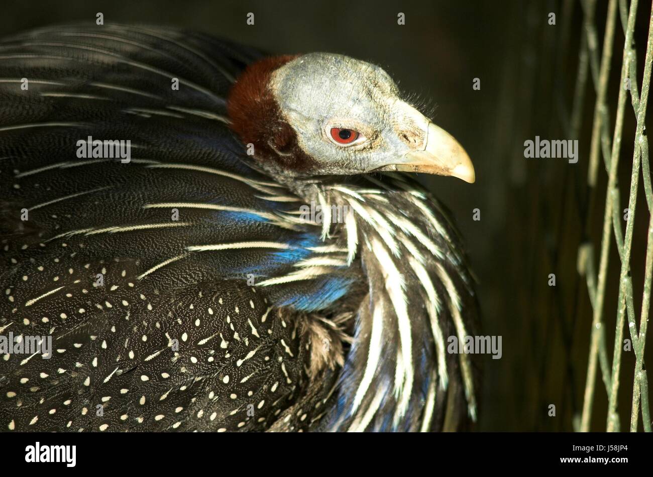 park bird animals coloured colourful gorgeous multifarious richly ...