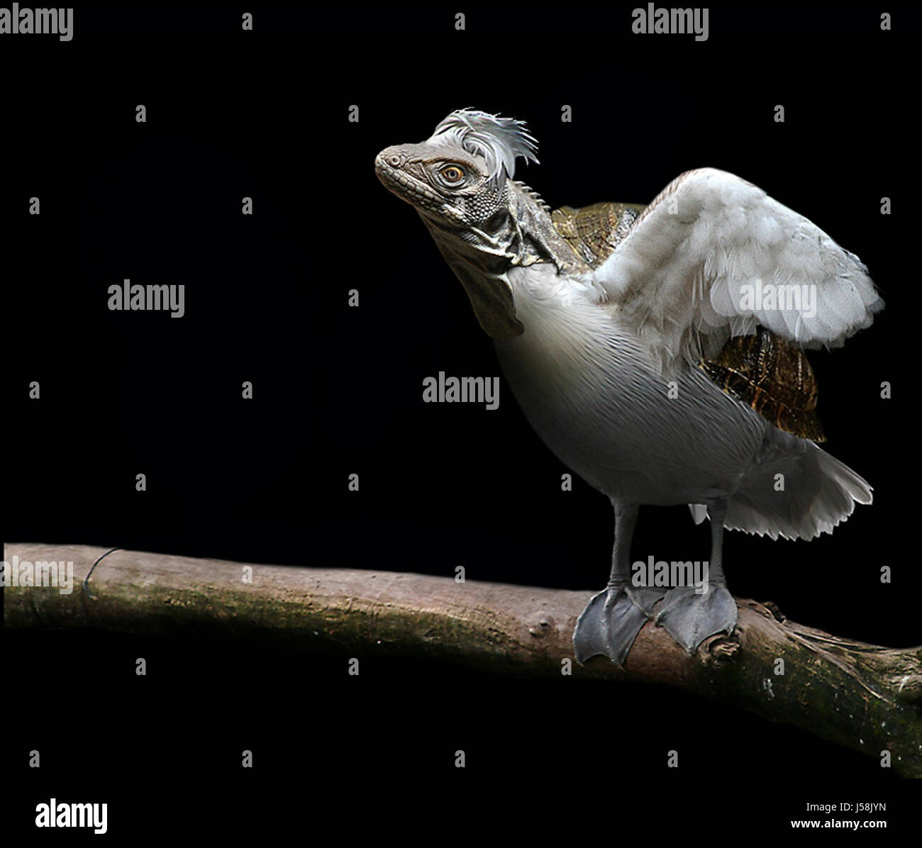 Wolperdinger hi-res stock photography and images - Alamy