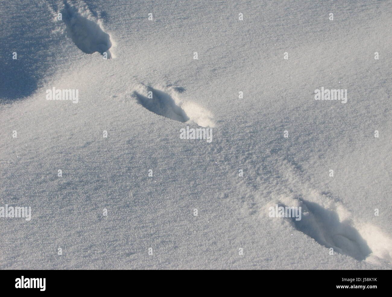 tracks in the snow Stock Photo - Alamy