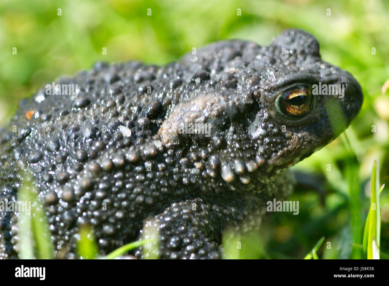 common toad in the grass Stock Photo - Alamy