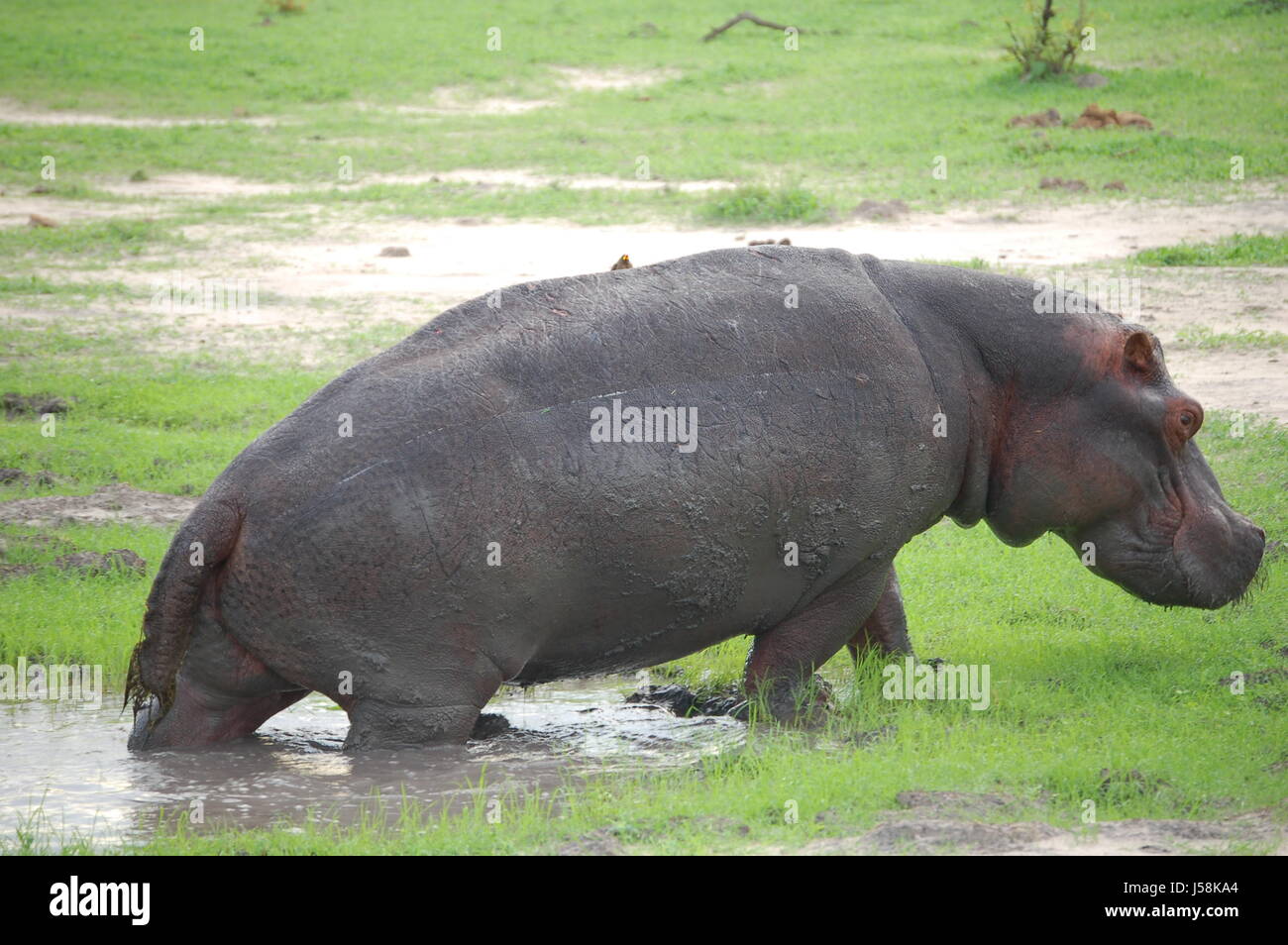 Happy hippo hi-res stock photography and images - Alamy