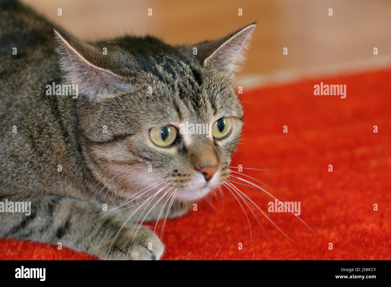 Stubentiger hi-res stock photography and images - Alamy